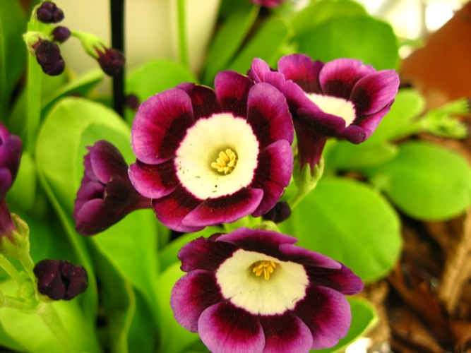 21 Nowych Prześlicznych Odmian Prymulki | NastrojowyOgród