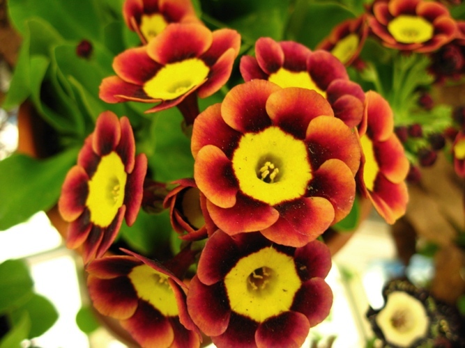 21 Nowych Prześlicznych Odmian Prymulki | NastrojowyOgród