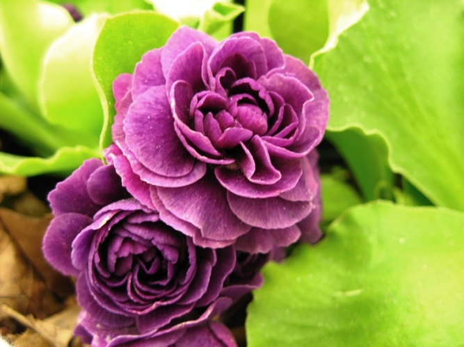 21 Nowych Prześlicznych Odmian Prymulki | NastrojowyOgród